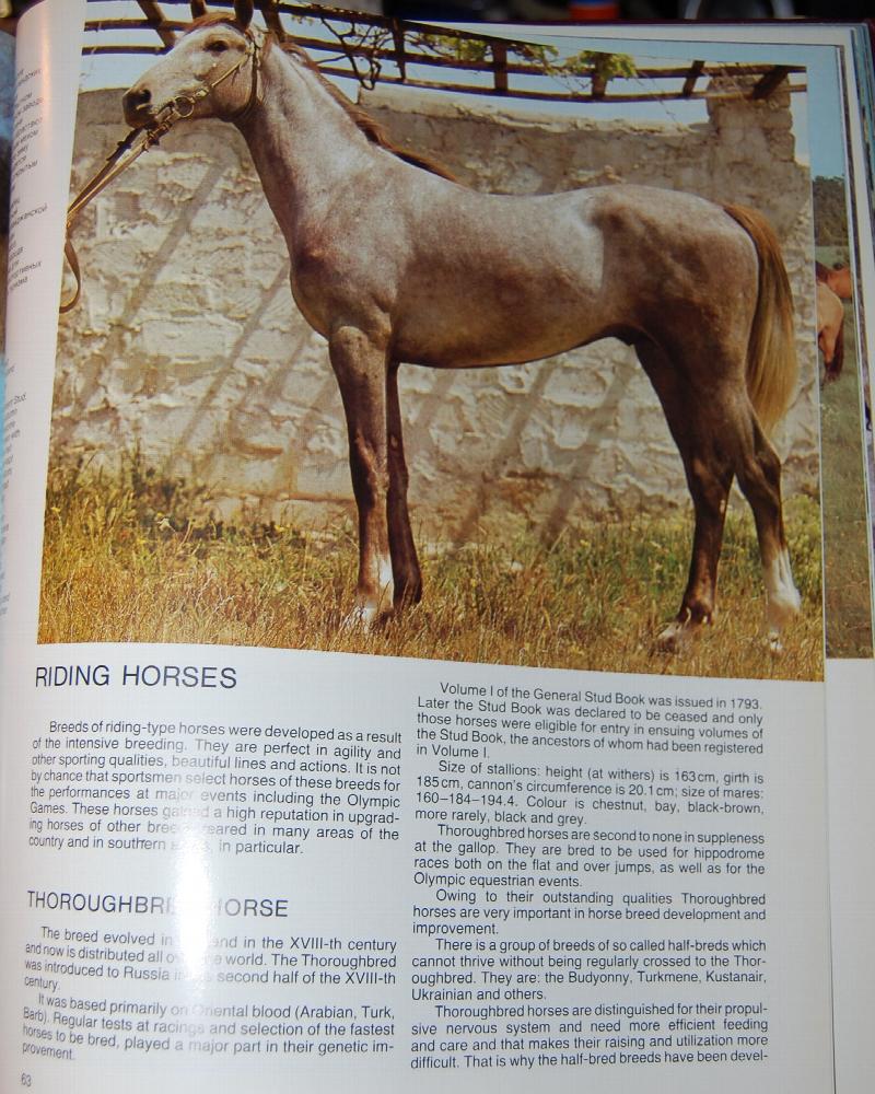 Horse Breedings in the USSR